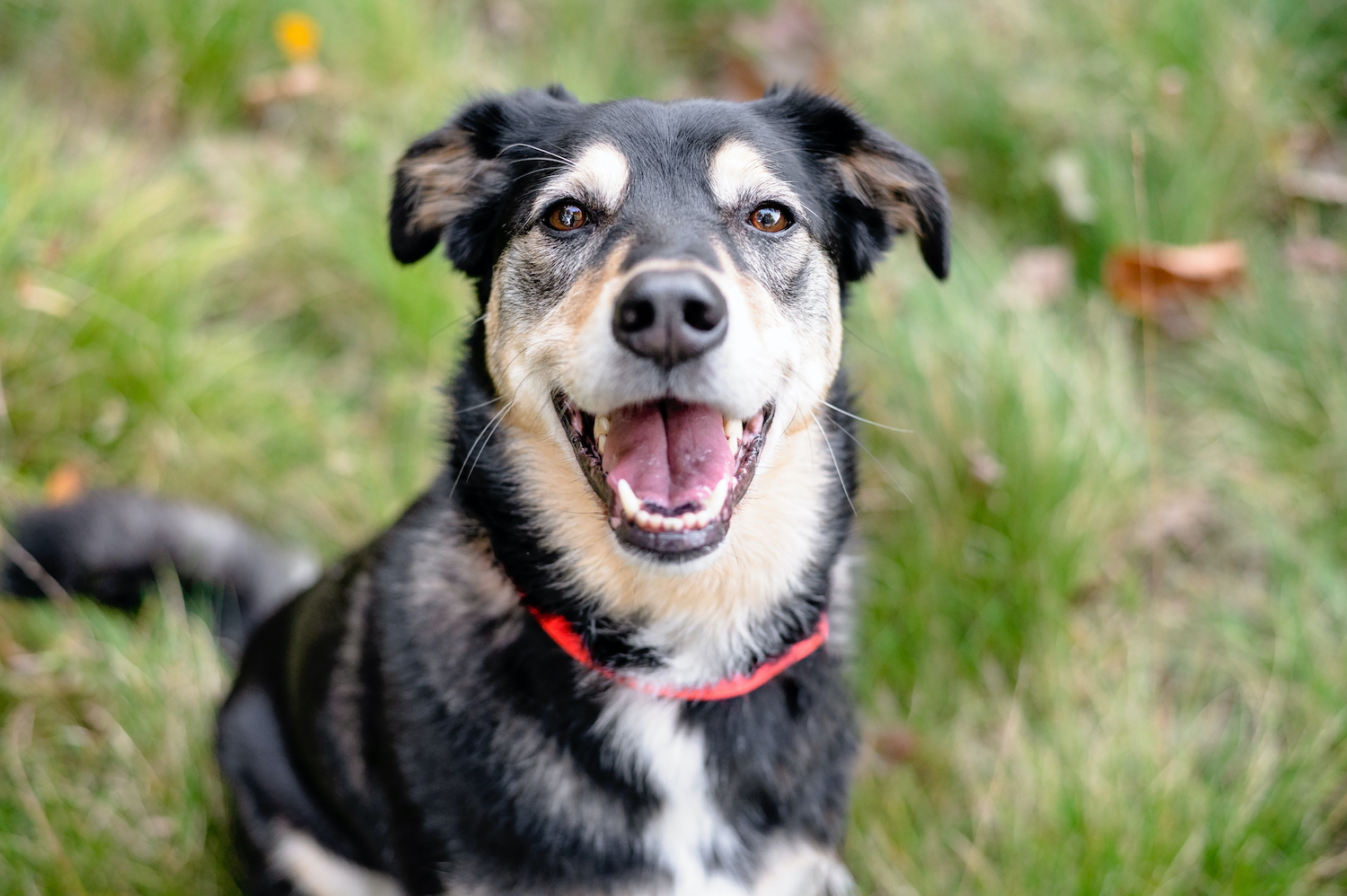 Books & Resources for Animal Addicts - Rambling Dog Publications